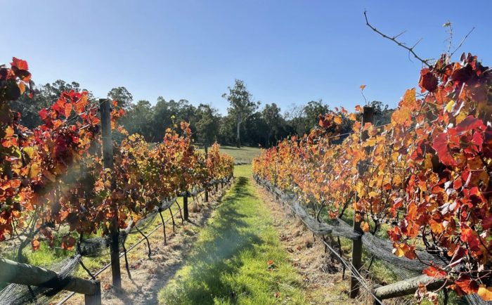 Guide to the Tamar Valley and Launceston - The Cheeky Vino wine blog